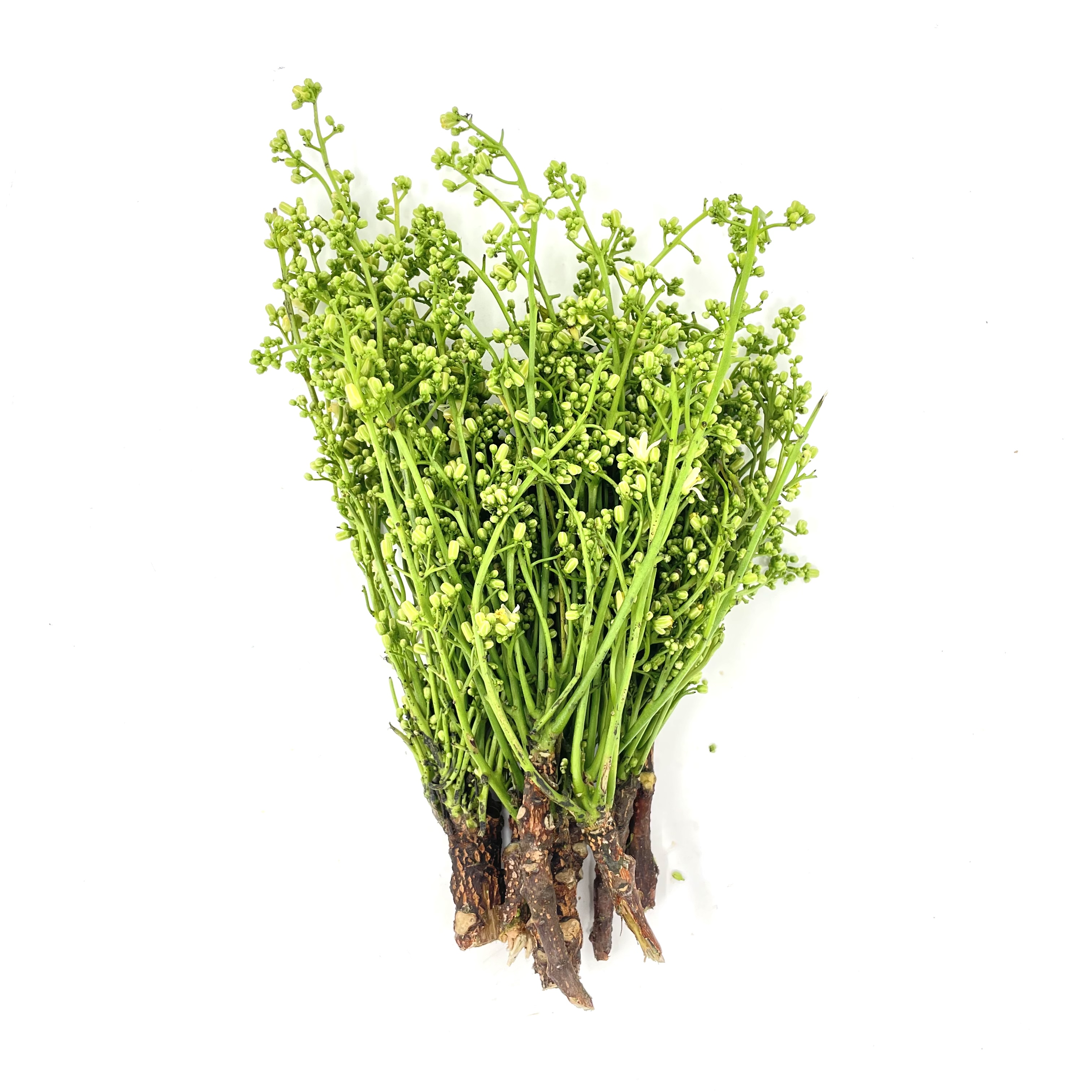 タイ食材、雑貨、通販、タイの市場 アイタイランド / 生鮮食品